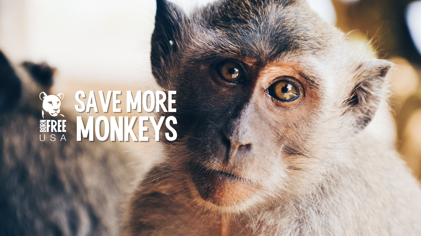 Save More Monkeys! | Born Free USA
