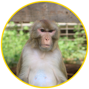 Recent Monkey Rescues | Born Free USA