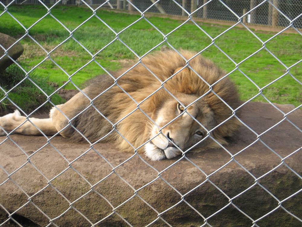 Take the Pledge: Stand in Solidarity with Animals at Zoos!