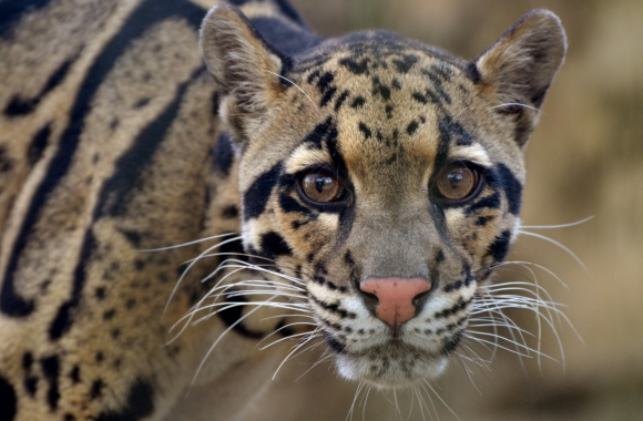 Following the BCPSA, Small Cats Continue to Suffer in Zoos for ...