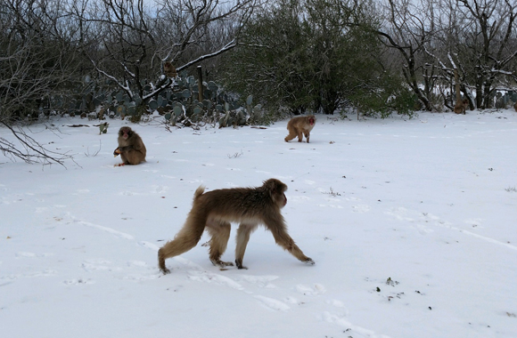 Monkey Adoption Updates - March 2021 | Born Free USA