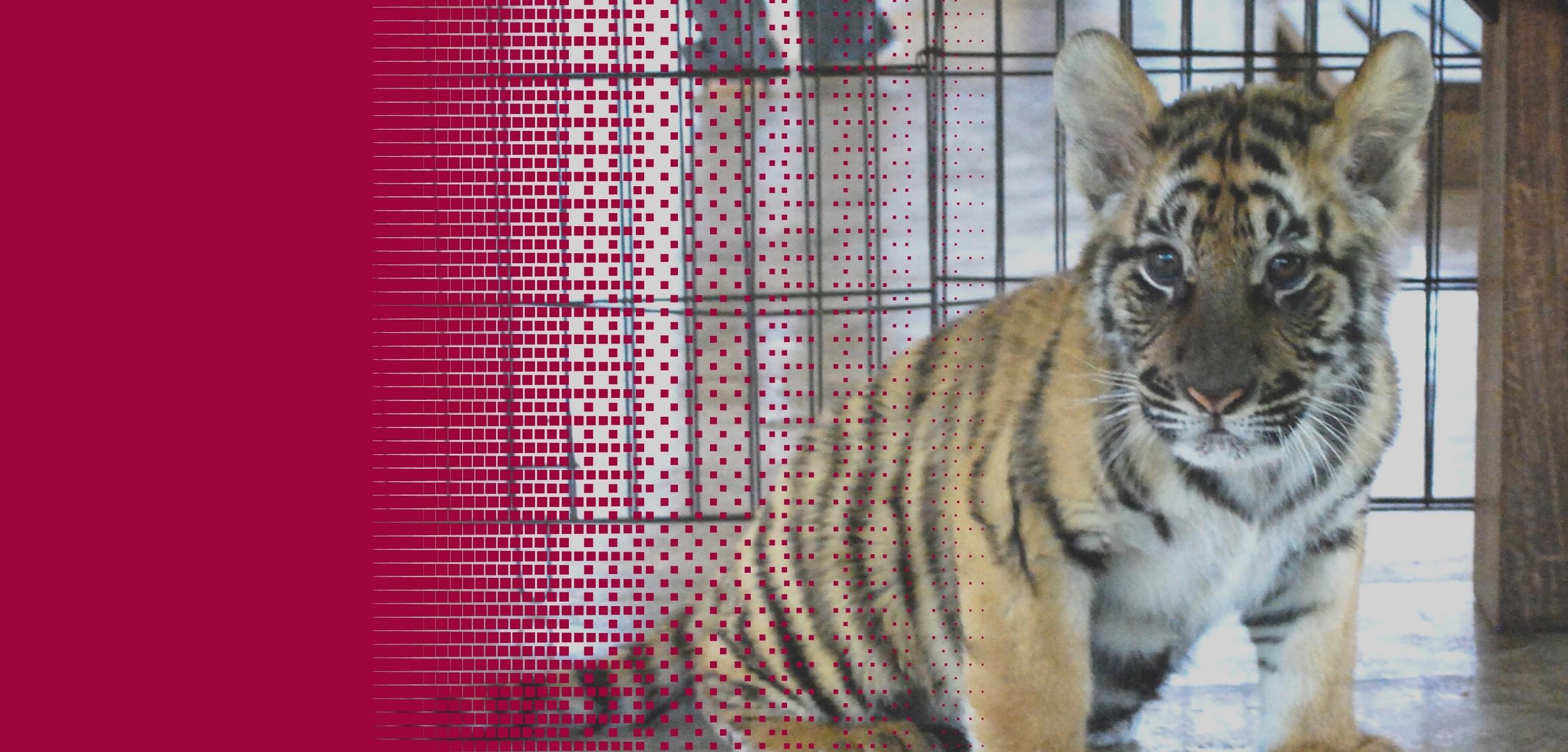 Their Lives for Your Likes: The Exploitation of Wild Animals on Social ...