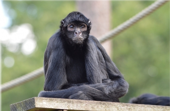 Another Dangerous Zoo Encounter Shows the Cruelty of Captivity and the ...