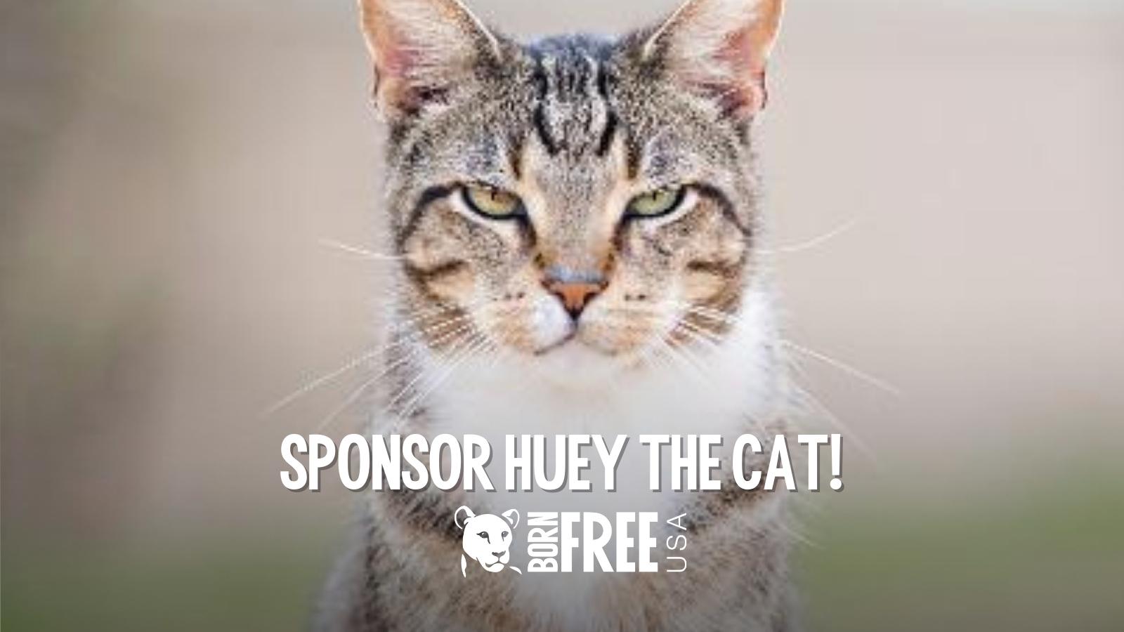 Sponsor Huey the Cat! | Born Free USA