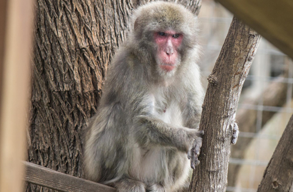 Watch Video: 532 Monkeys at Born Free USA Primate Sanctuary