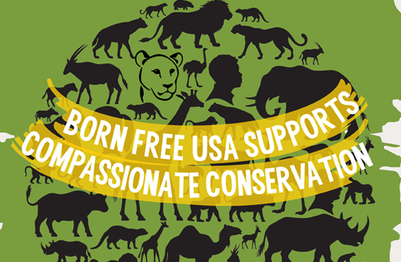 GRAPHIC: Trophy Hunting Does Not Meet Compassionate Conservation Goals ...