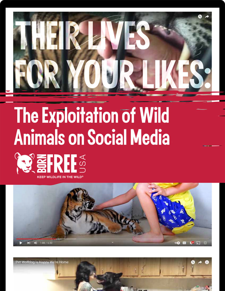 Their Lives for Your Likes: The Exploitation of Wild Animals on Social ...