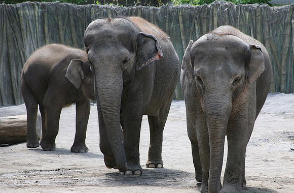 Three Zoo Elephants Moved to a California Sanctuary | Born Free USA