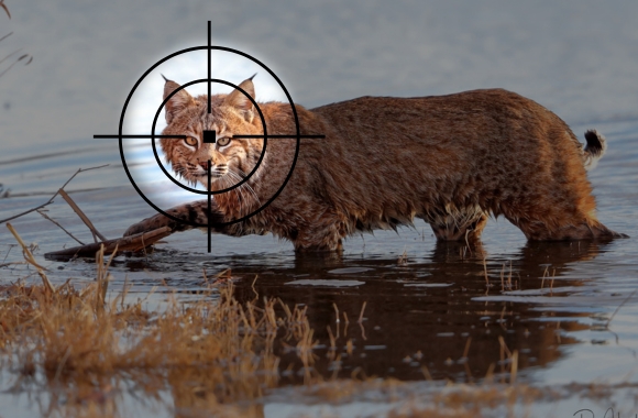 New Animal Thrill Killing Report Explores the Dark World of Animal ...