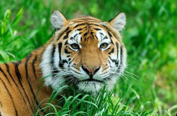 Born Free USA | Animal Advocacy & Wildlife Nonprofit