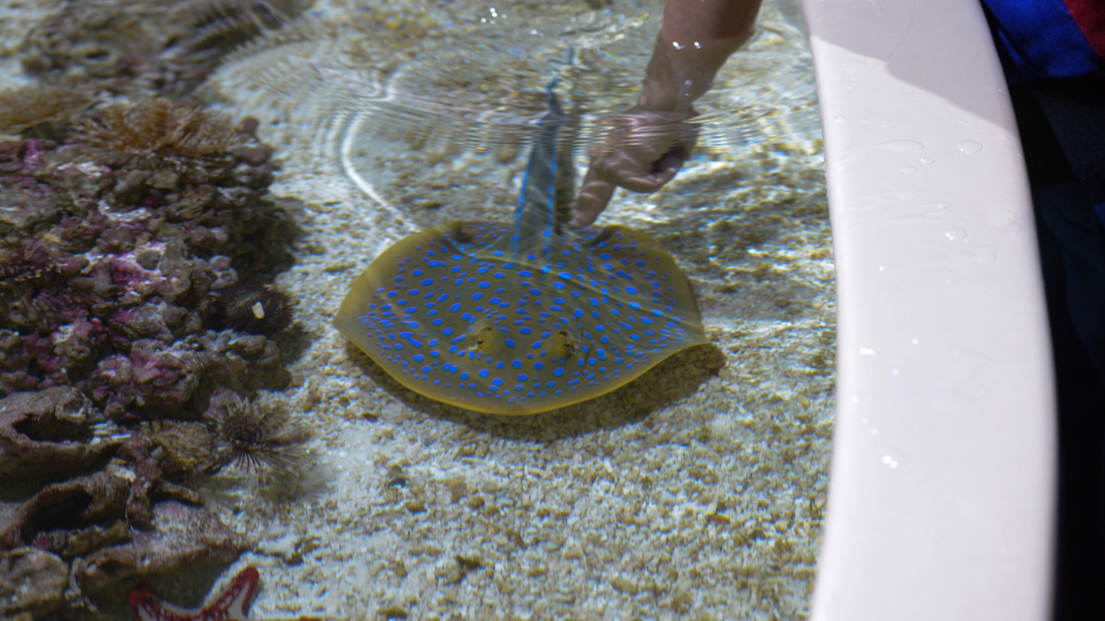 Tell the AZA: Ban Dangerous Touch Tanks!