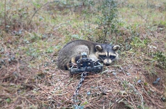 Dog Proof Fox Traps