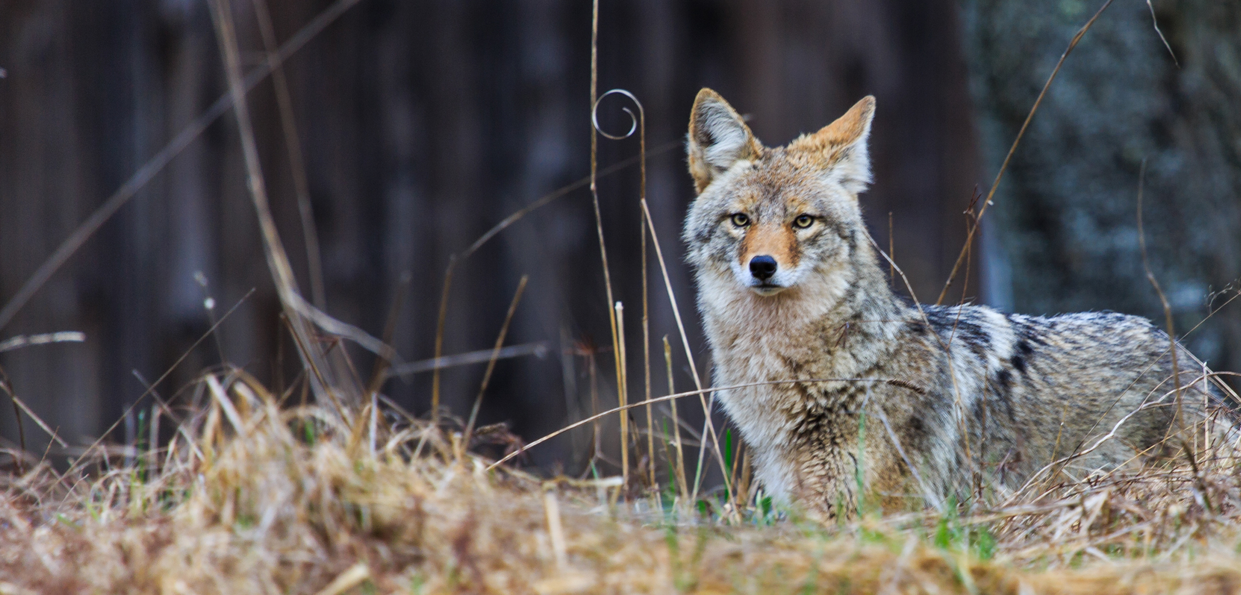 About the Fur Trade | Born Free USA Animal Advocacy