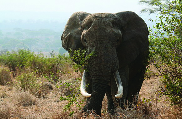 Follow The Money: Trophy Hunting Does Not Help Communities | Born Free USA