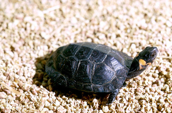 Turtle Born Without Shell