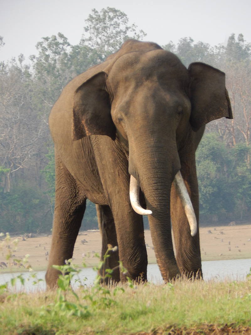 Wildlife Trade: The Big Business of Poaching | Born Free USA