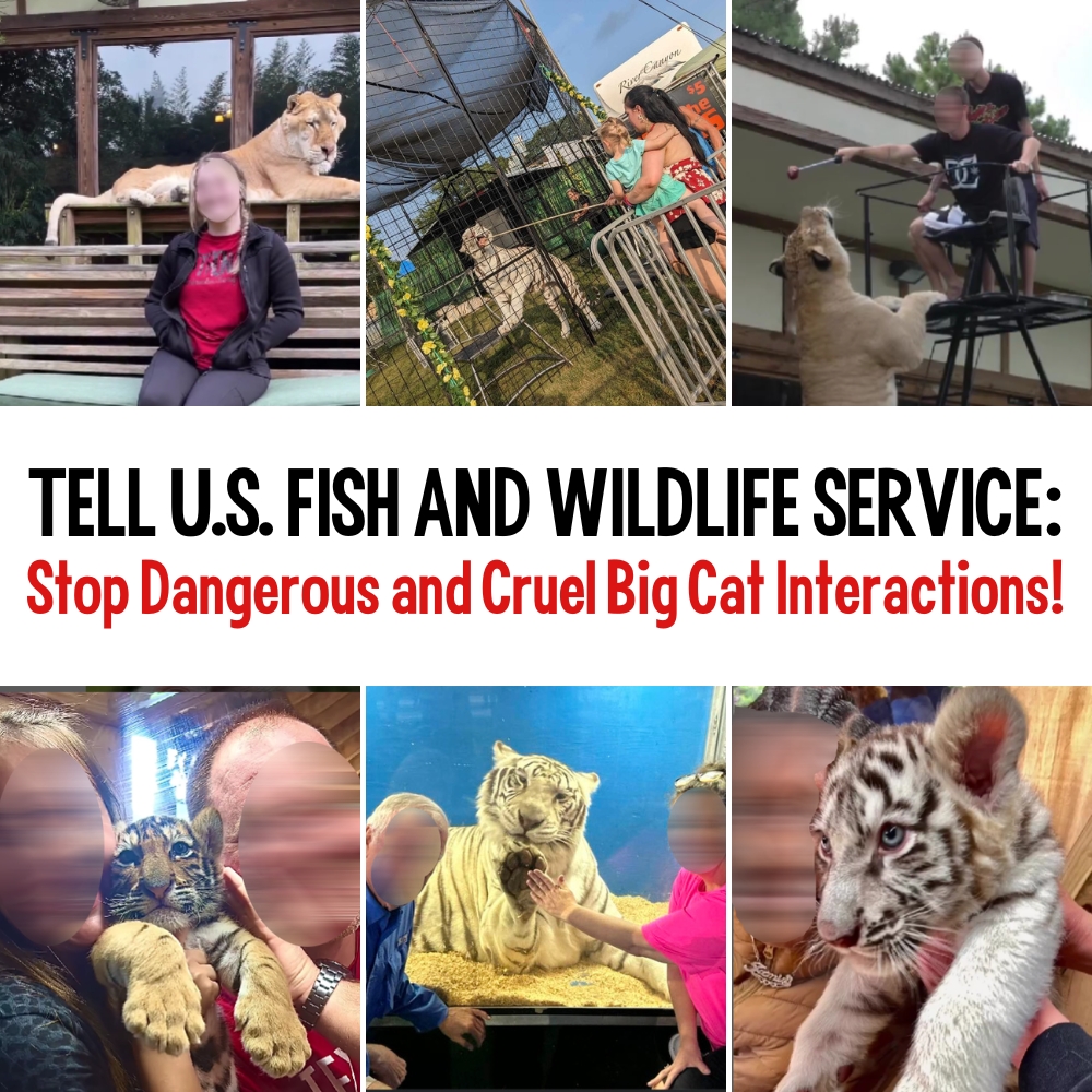 Tell USFWS: Stop Dangerous and Cruel Big Cat Interactions!