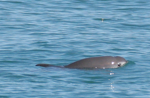 The "Panda of the Sea" Teaches Careful Planning is a Must in ...