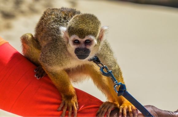 Exotic Animals The Exotic Animal Encounter The Exotic Animal