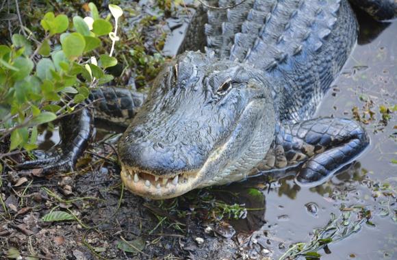 Wally the Gator and the Problem of Emotional Support Animals | Born ...