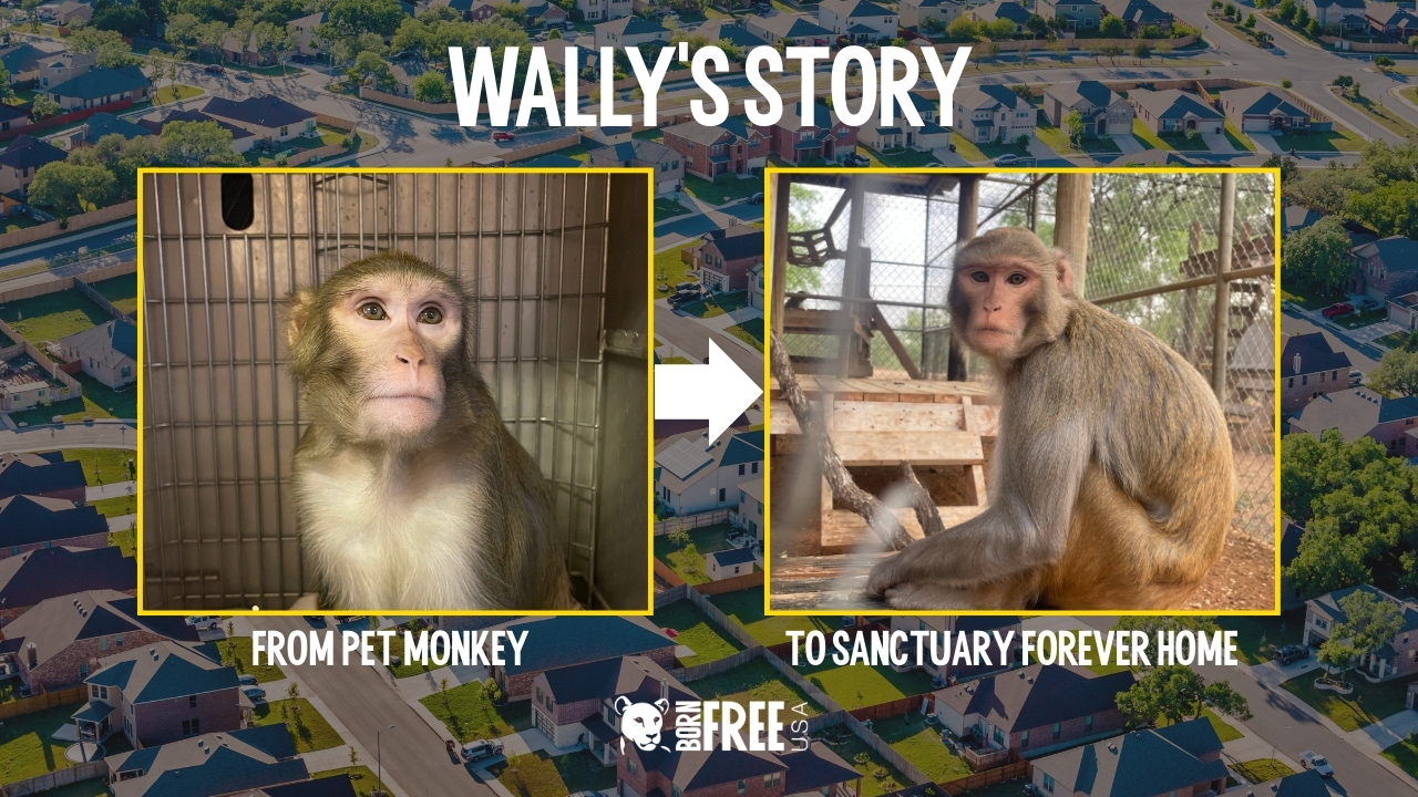 Welcome Home, Wally! | Born Free USA