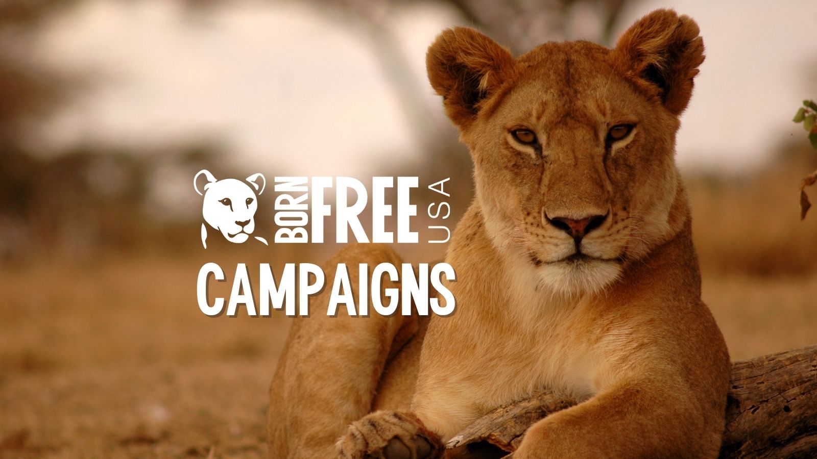 Animal Advocacy Campaigns | Born Free USA