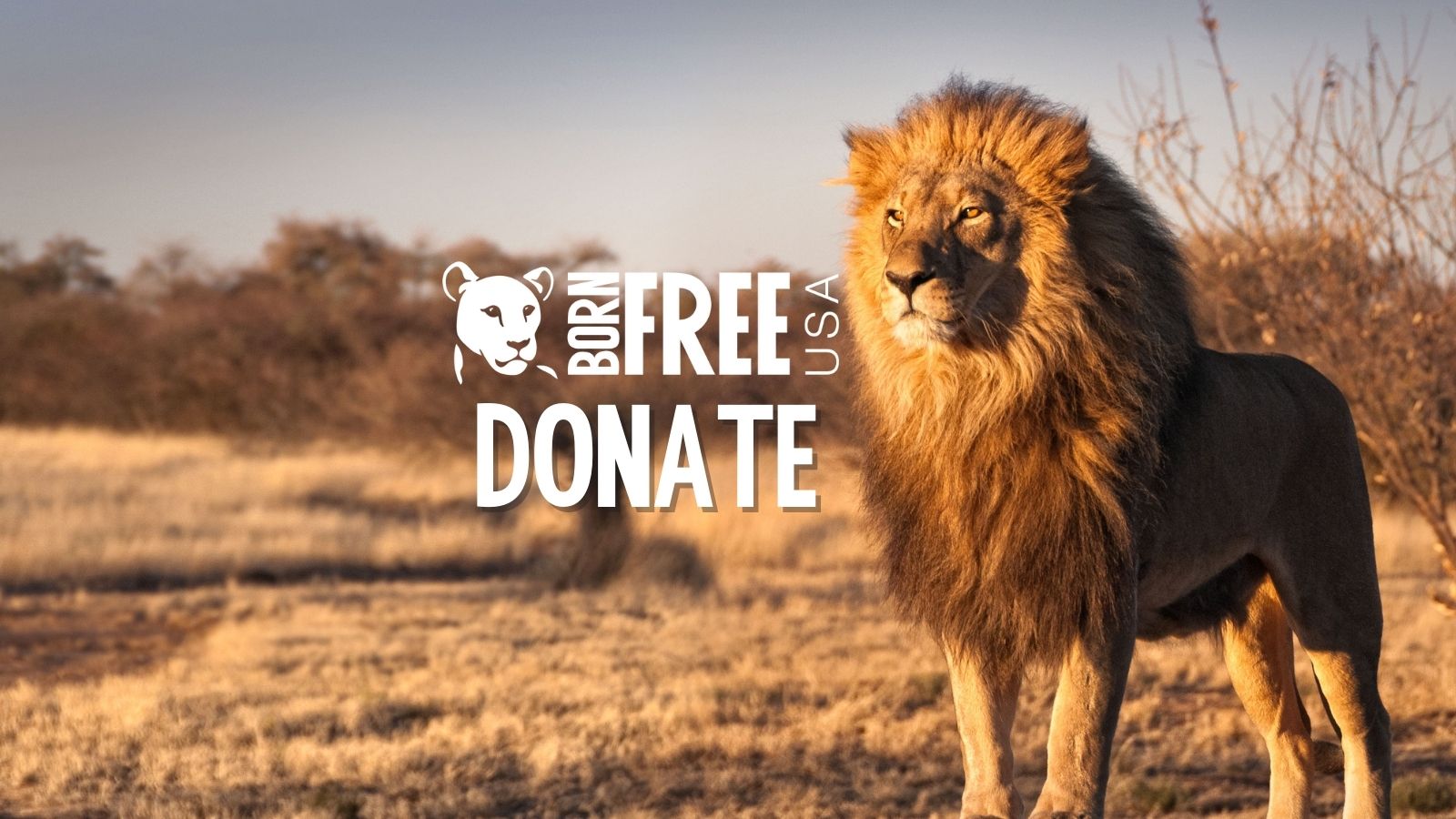 Support Born Free USA | Animal Advocacy & Primate Sanctuary