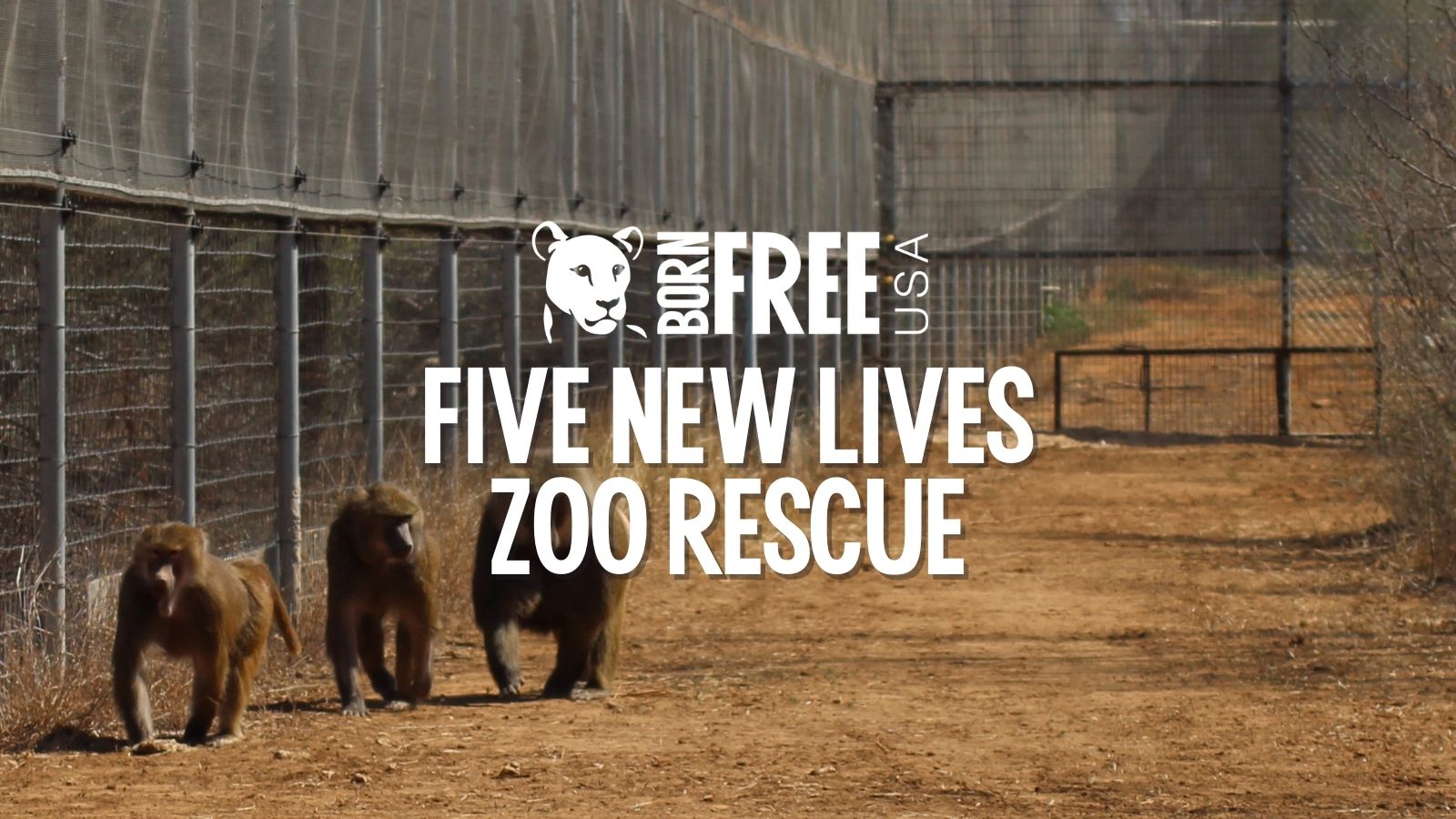 Monkeys Rescued from Roadside Zoo | Born Free USA