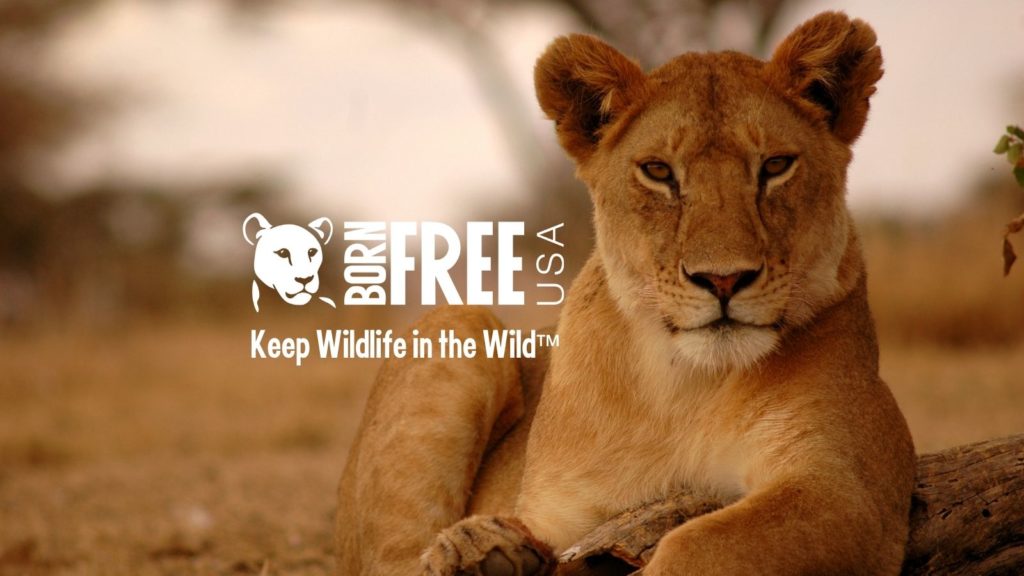 Born Free USA | Animal Advocacy & Wildlife Nonprofit