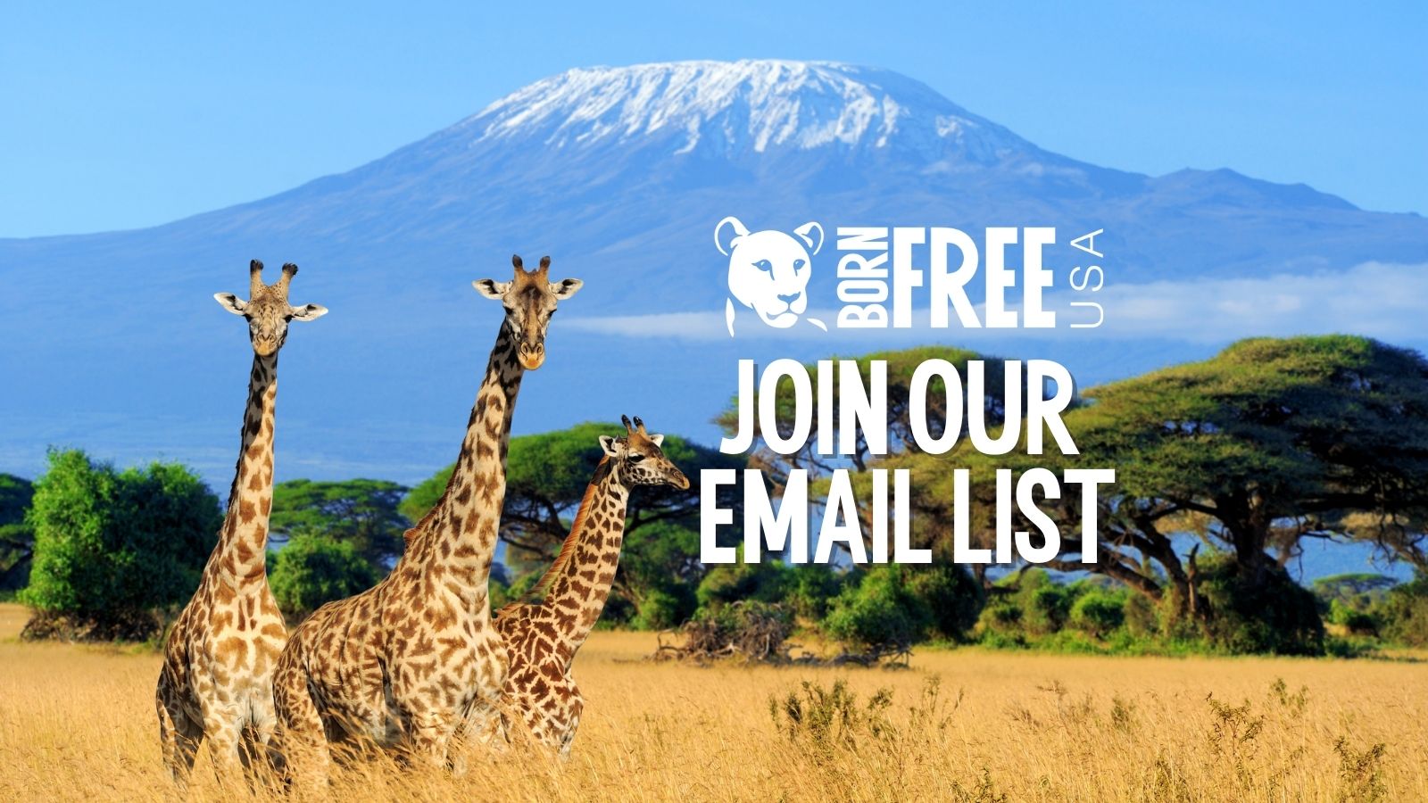 Join Our Wildlife Alert Team! | Born Free USA