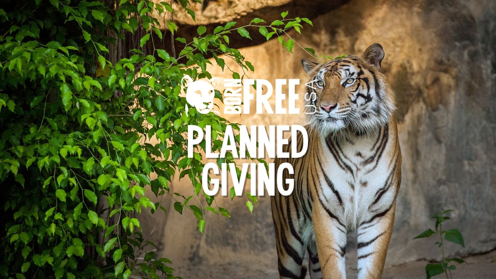Planned Giving | Born Free USA