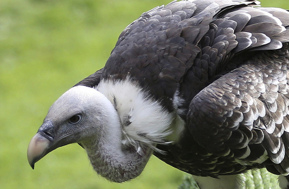 African Vultures: The Ugly Ducklings of the Conservation Movement ...