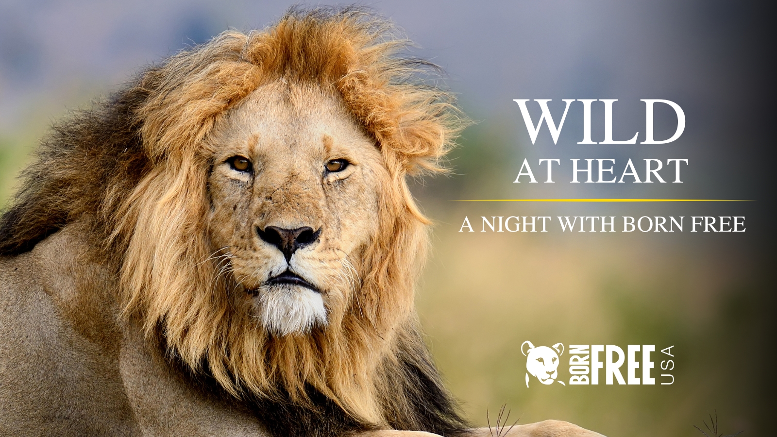 Wild at Heart: A Night with Born Free | Born Free USA