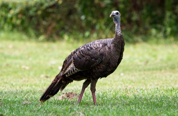 Hunters Encourage Animal Trapping to Increase Turkey Populations ...