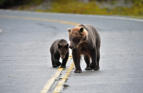 Deadly Collisions: Wild Encounters on the Road | Born Free USA