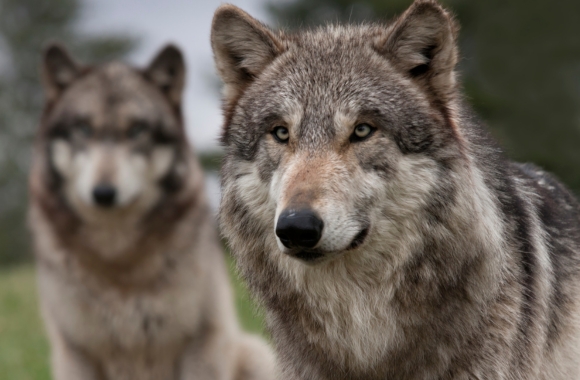 Celebrating National Wolf Awareness Week: Honoring These Essential ...