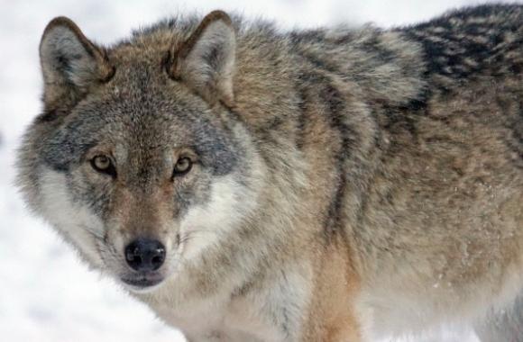 Born Free USA Applauds Ruling to Relist Gray Wolves under the ...