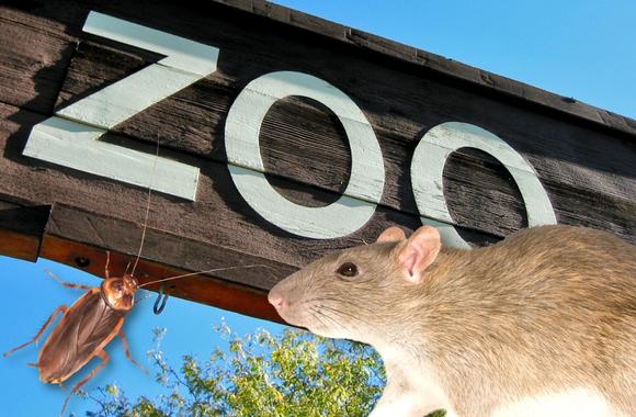 San Antonio Zoo’s "Cry Me a Cockroach" Fundraiser Confirms that Zoos ...